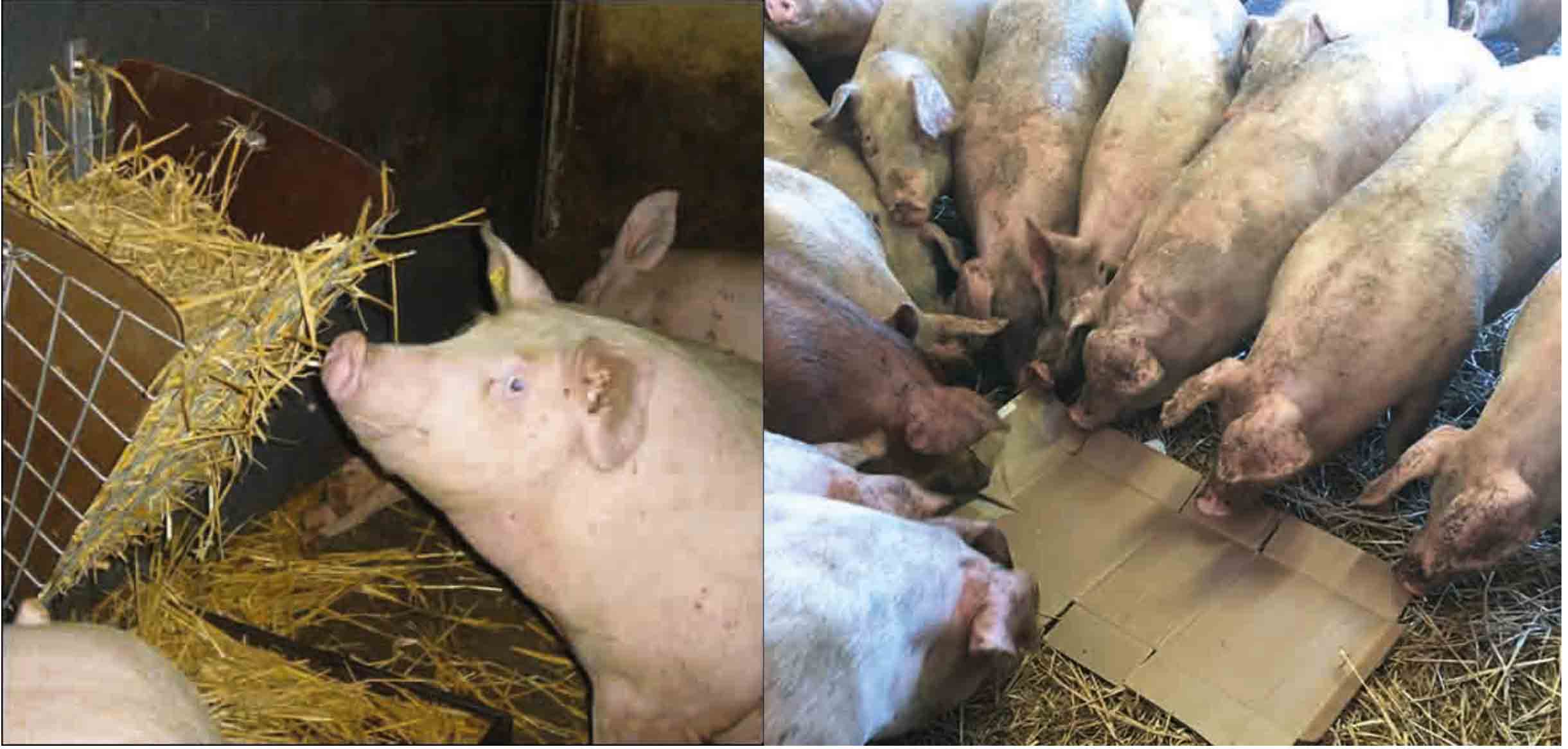 Consider all options to tackle tail biting | Pig World