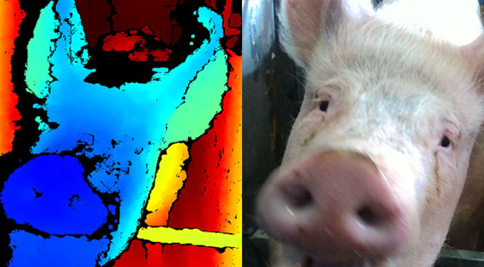 Facial recognition technology aims to detect emotional state in pigs - Pig World