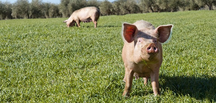 Northern Ireland pig population swells to ten-year high | Pig World
