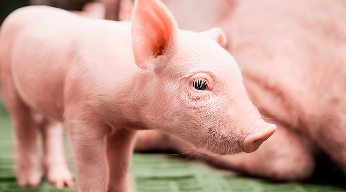 Bayer moves step closer to European authorisation for Baycox Iron ...