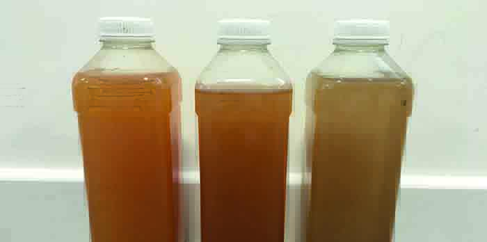 Testing the water - Pig World