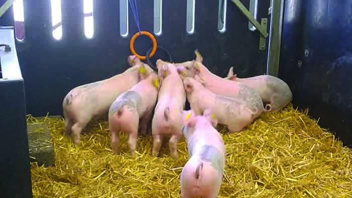 Environmental enrichment – what you need to know | Pig World