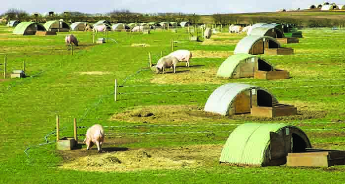 Norfolk meeting to examine benefits of pigs in the rotation | Pig World