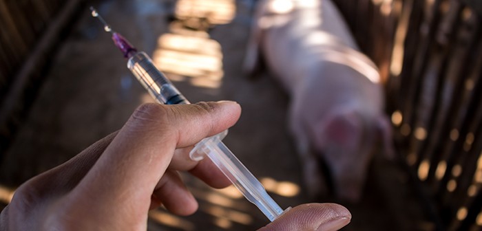 The urgency for an ASF vaccine grows | Pig World