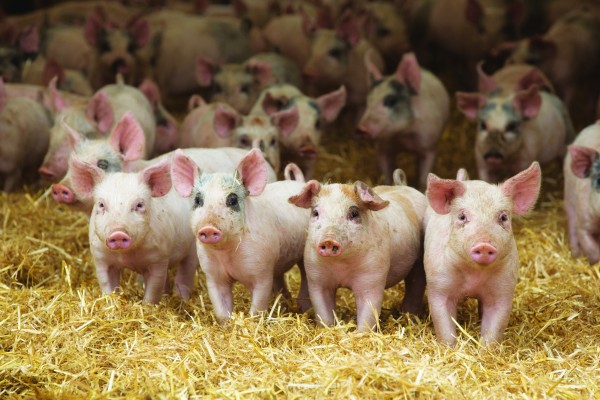 A lifetime of achievement - Pig World