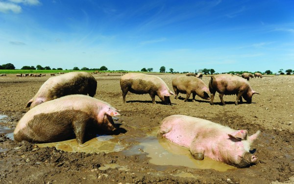 A lifetime of achievement - Pig World