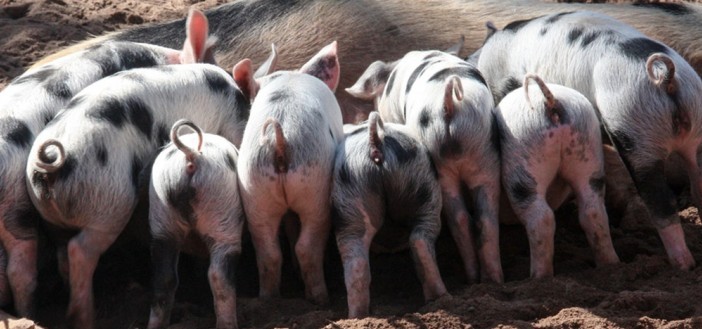 Volunteers sought for sustainable pork production research | Pig World