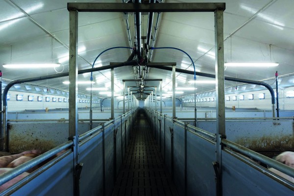 “It amazes me that people are still building pig housing without ...