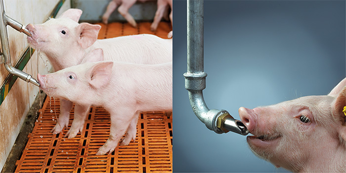 Water treatment effective against viruses | Pig World