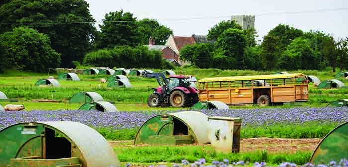 Pigs – a force for nature | Pig World