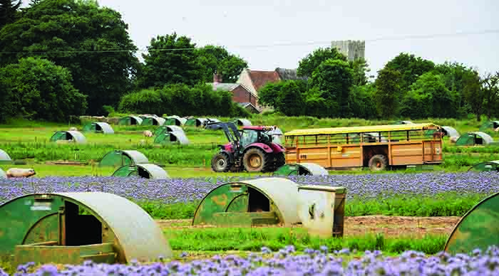 Pigs – a force for nature | Pig World