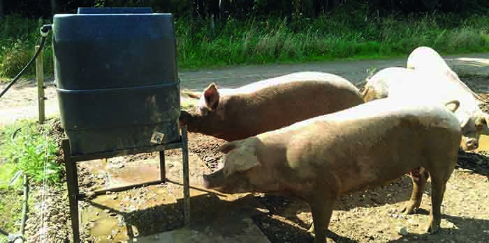 Drink in the benefits | Pig World