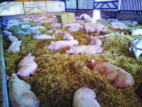 How a move to five-week weaning paid dividends for award- winning farm ...