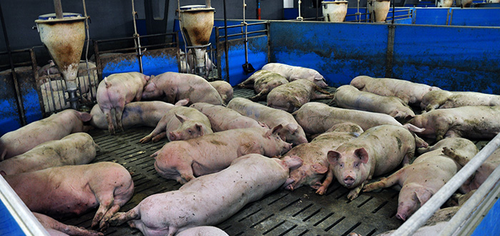 What’s the vision? | Pig World