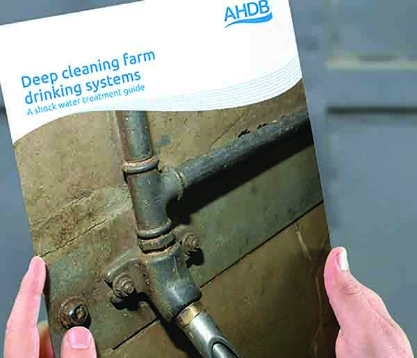 Water medicating pigs - what you need to know - Pig World