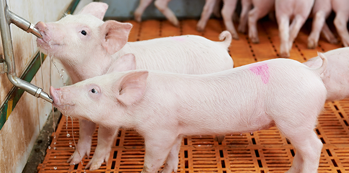 Water medicating pigs – what you need to know | Pig World