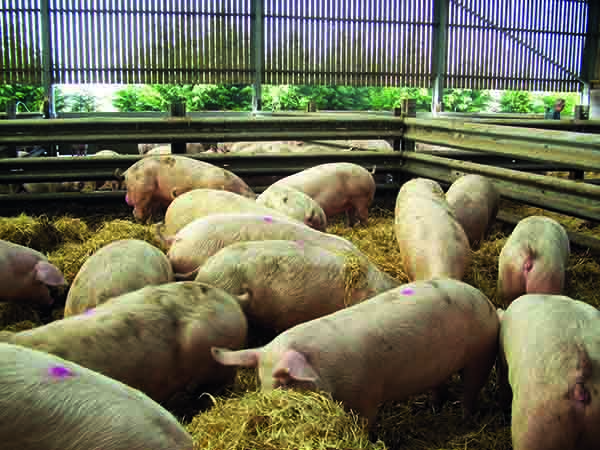 Optimising the lifetime potential of gilts | Pig World