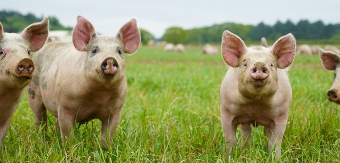 Tulip awarded top animal welfare ranking | Pig World