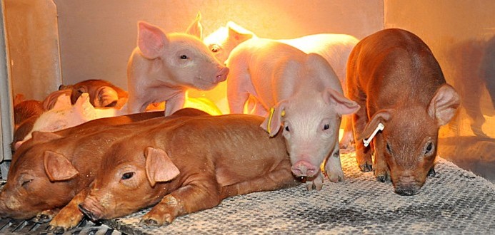 PIC enters into partnership with leading Russian genetics company - Pig ...