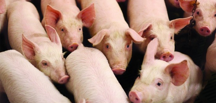 USDA forecasts 5% rise in global pork production in 2021 | Pig World