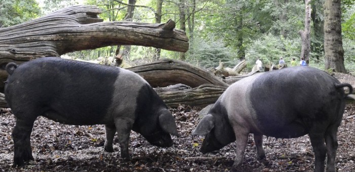 Latest RBST Watchlist highlights rare pig breeds in decline | Pig World