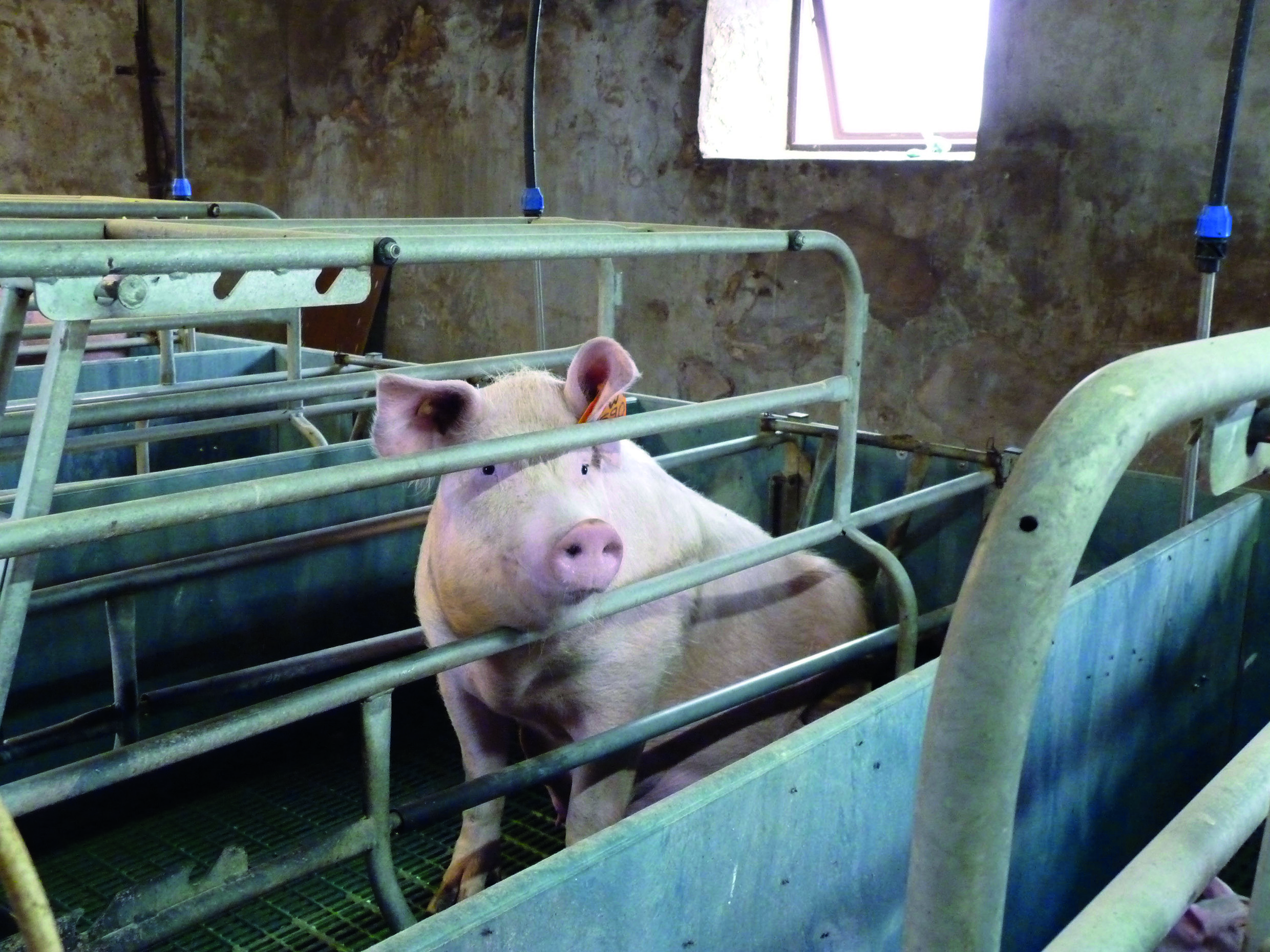 How award-winning pig business keeps antibiotic use to a minimum | Pig ...