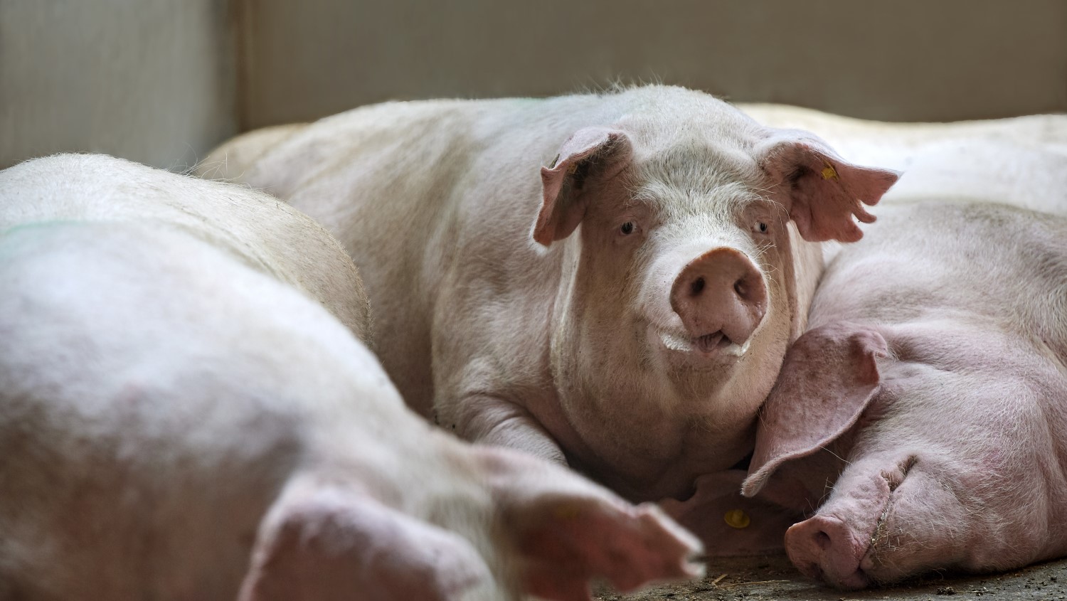 DanBred sets up subdivision in Germany | Pig World