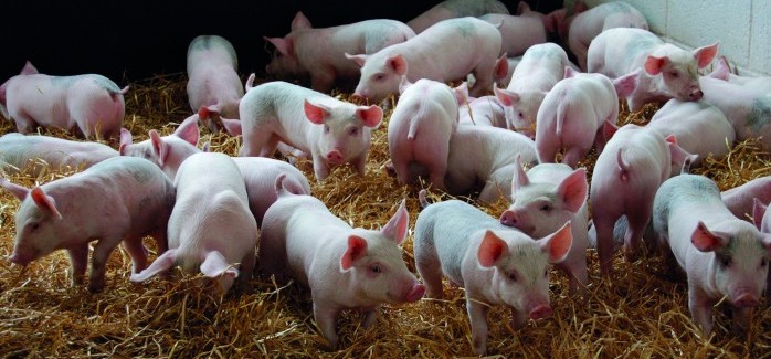 EU weaner prices up, overall pig numbers rise by three million in 2020 ...