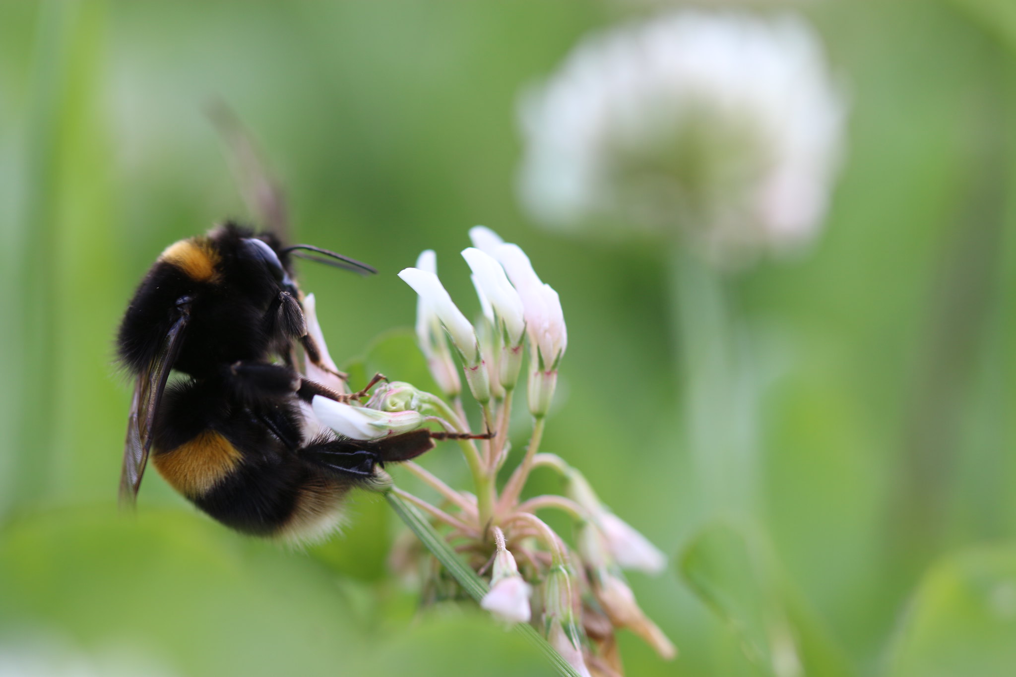 Pig farmers feed one million bees in pioneering project - Pig World