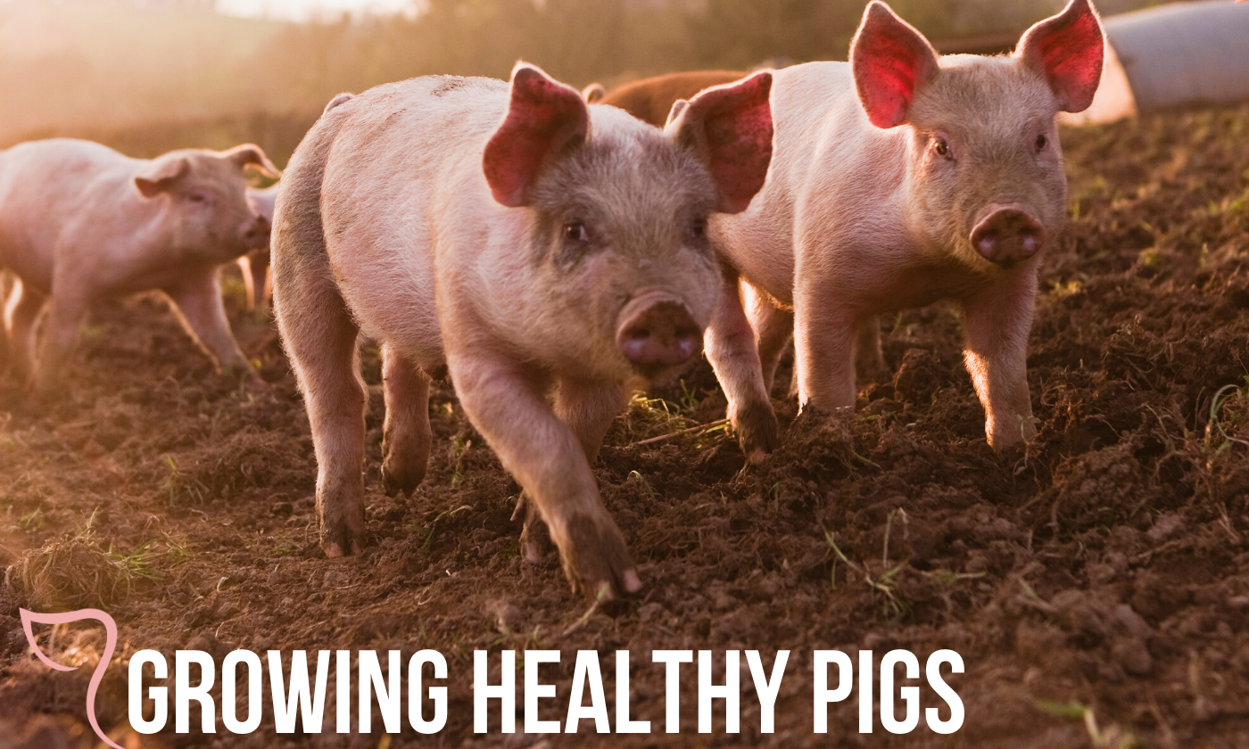 MSD Animal health launches pig industry podcast | Pig World
