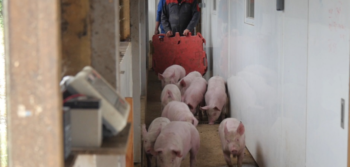 AHDB provides new online guidance on moving and handling pigs | Pig World