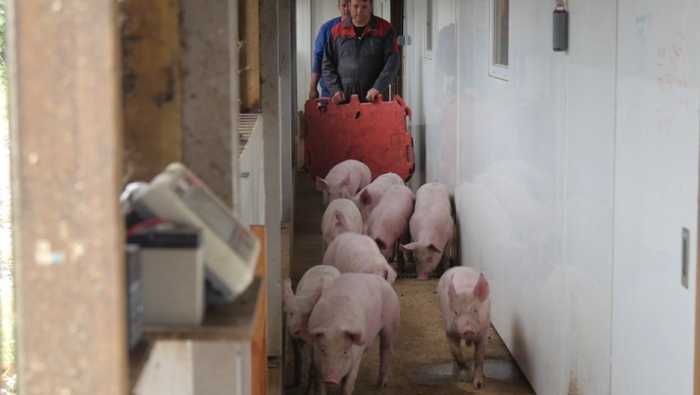 AHDB provides new online guidance on moving and handling pigs | Pig World