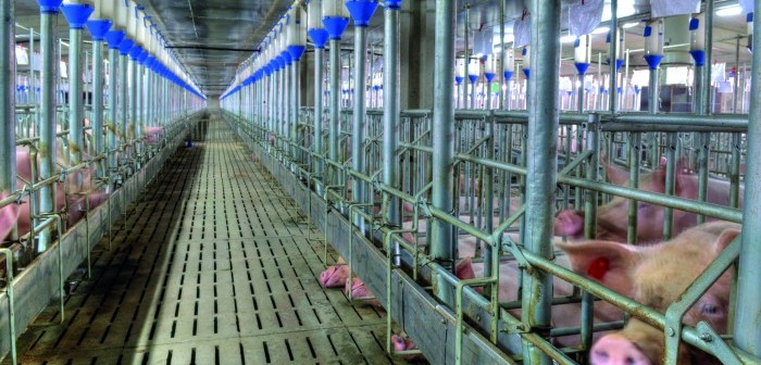 California humane pig confinement law upheld | Pig World