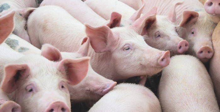 UK pig meat imports and exports fall in June | Pig World