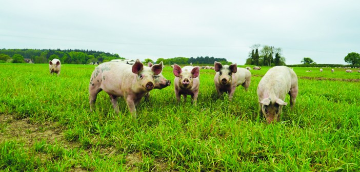 Pilgrims commits to using 100% sustainable soya as feed by 2025 | Pig World
