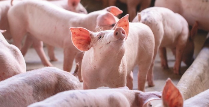 UK pigmeat production up 3% in 2020 due to heavier pigs | Pig World