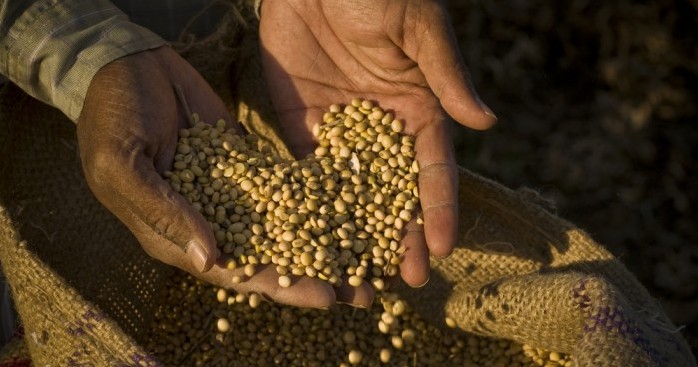 Cargill replaces soya sources with sustainable soya product in pig ...