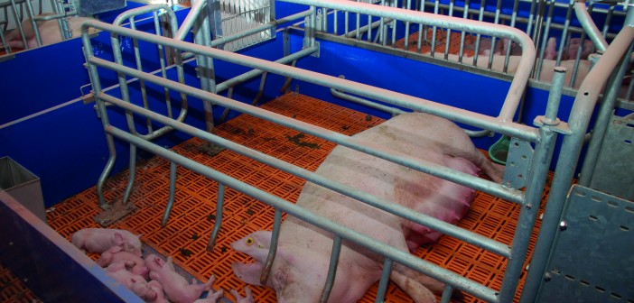 How freedom farrowing systems can benefit pigs and farmers | Pig World