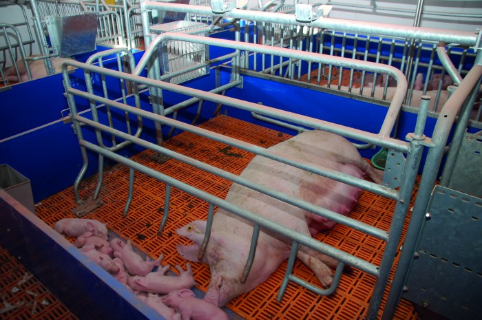 How freedom farrowing systems can benefit pigs and farmers | Pig World