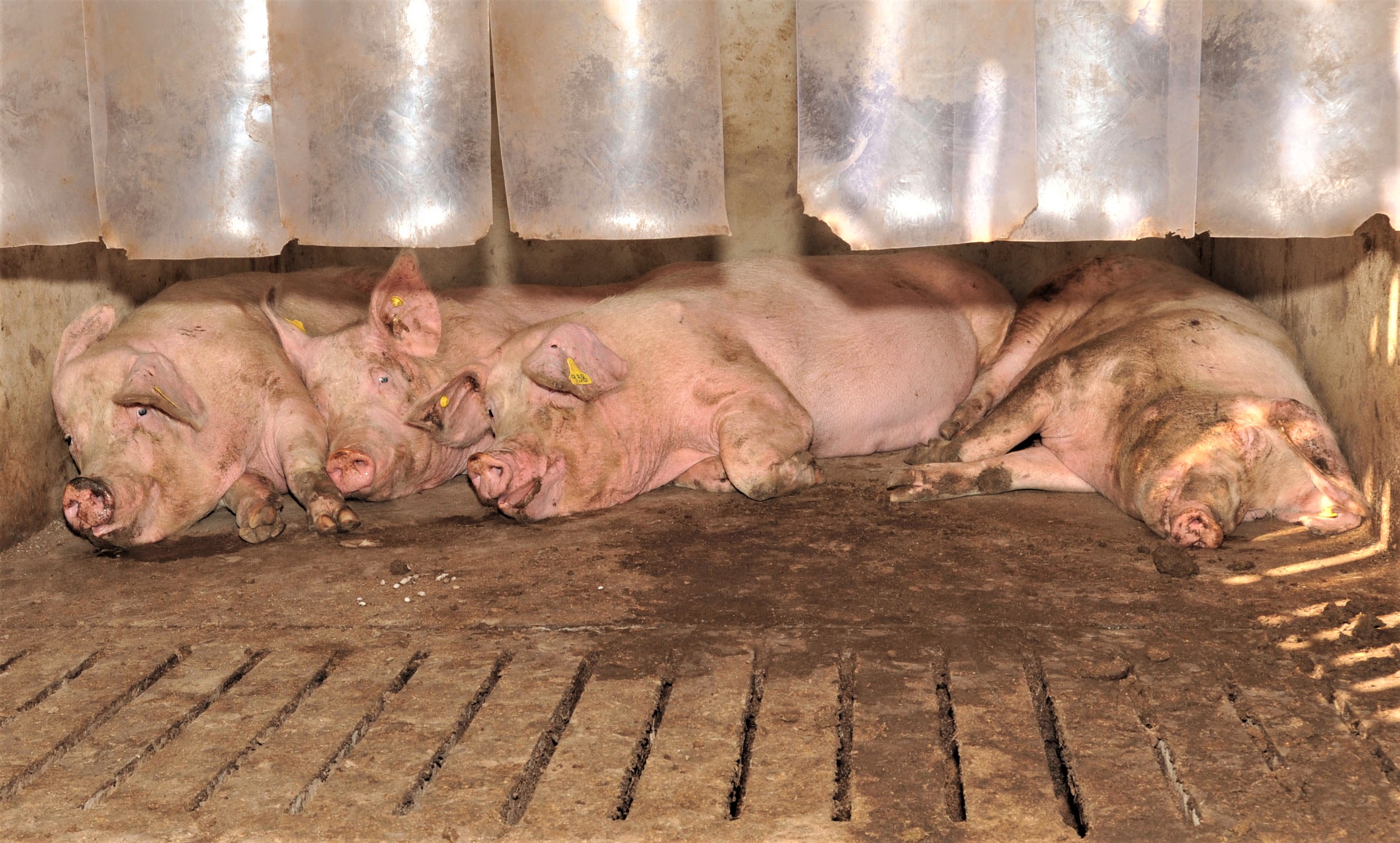 Pigs lying on left side could indicate stomach ulcers | Pig World