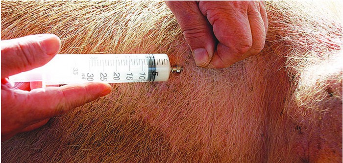 UK pig sector antibiotic progress highlighted in two major reports ...