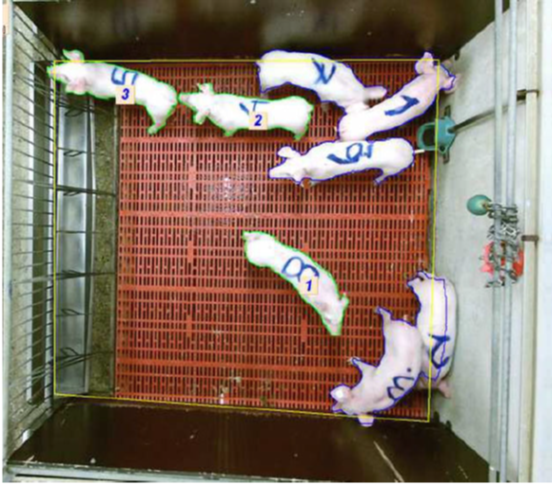 Science-based solutions to improving pig welfare - Professor Sandra ...