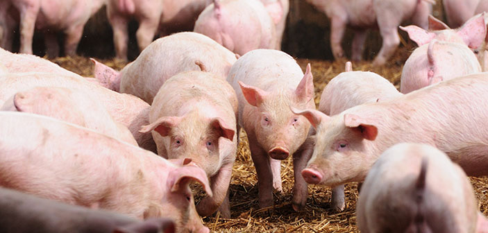 UK pig meat production rises in May | Pig World