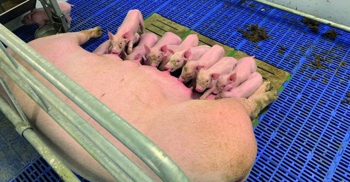 Converting to free farrowing systems could cost the industry £200 ...