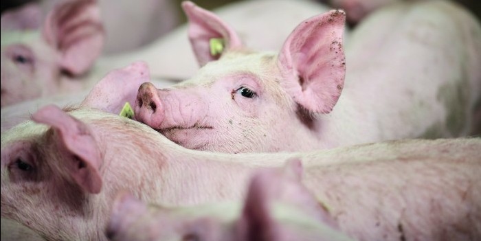 ‘Huge’ price movements in Europe support UK pig price | Pig World