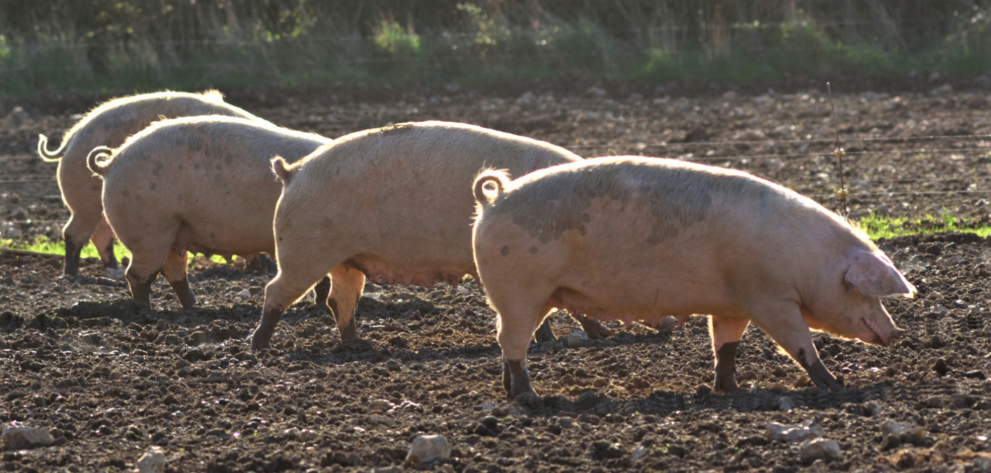 Irish Farmers Association call for pig sector rescue package | Pig World