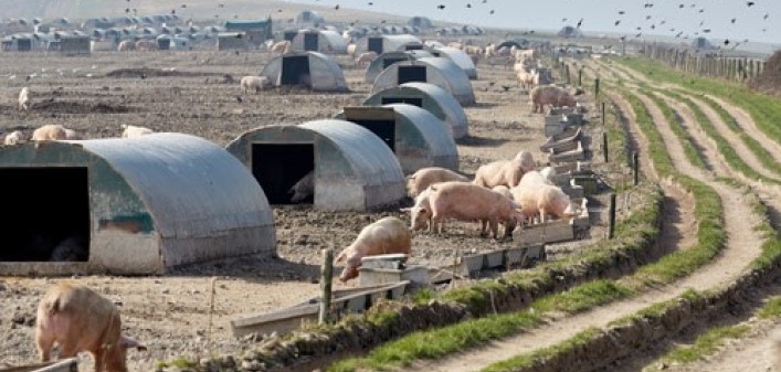 Farming Community Network releases video in support of pig farmers ...
