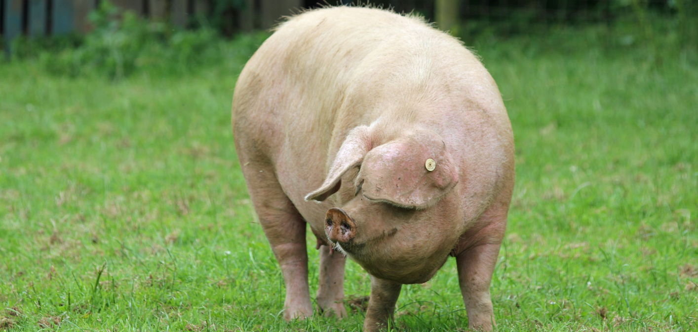 New genomic study highlights robust measures needed to save rare Lop ...