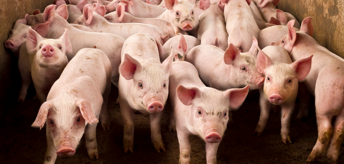 Free E. coli testing available to pig producers to help manage post ...
