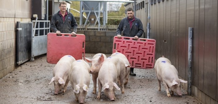 UK Pig Industry Welfare Training platform launches today | Pig World